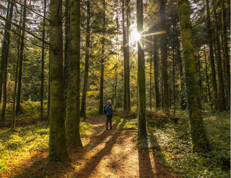 Login to your Account · Coillte